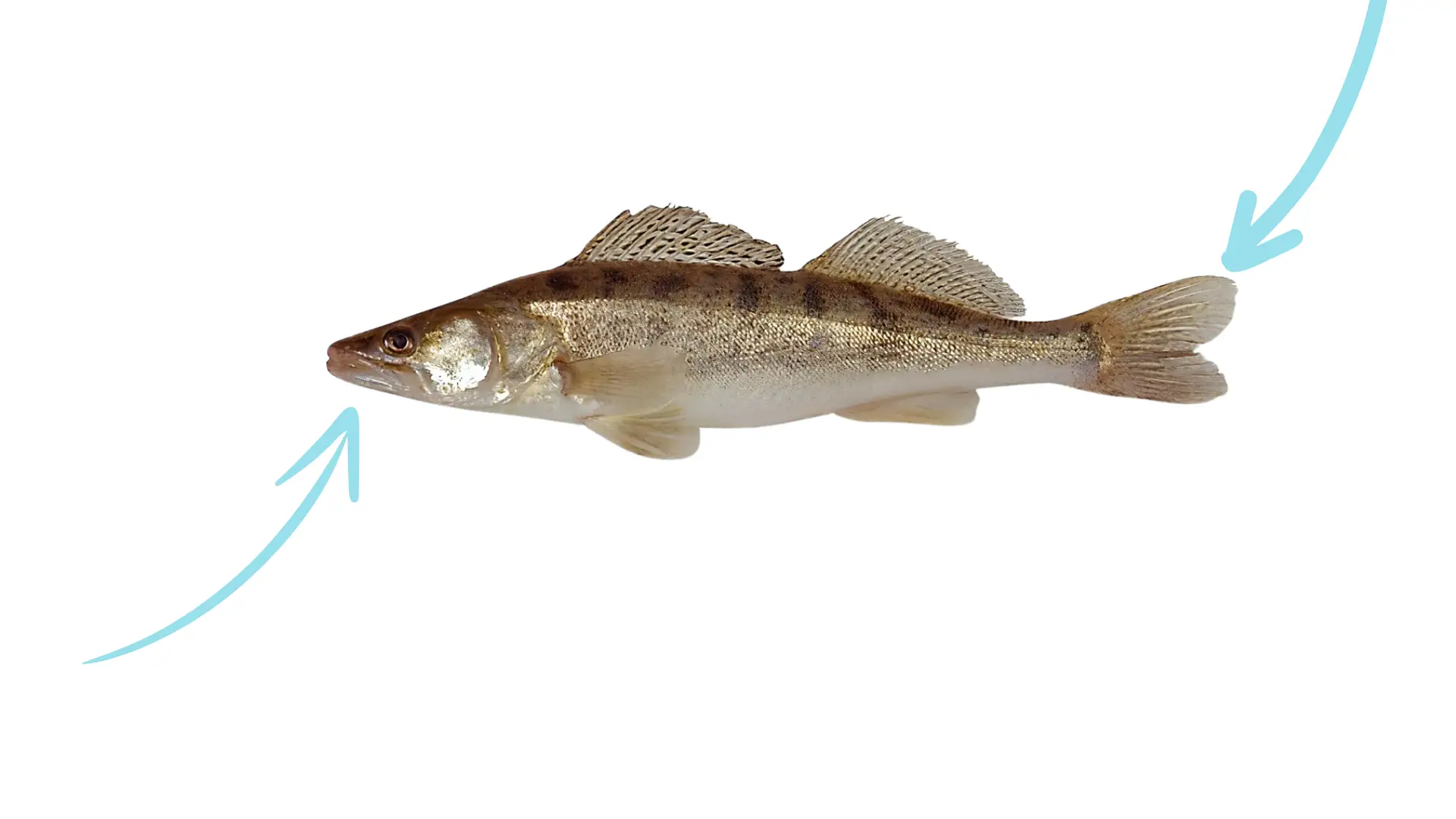 De snoekbaars - alles wat je moet weten over de vis