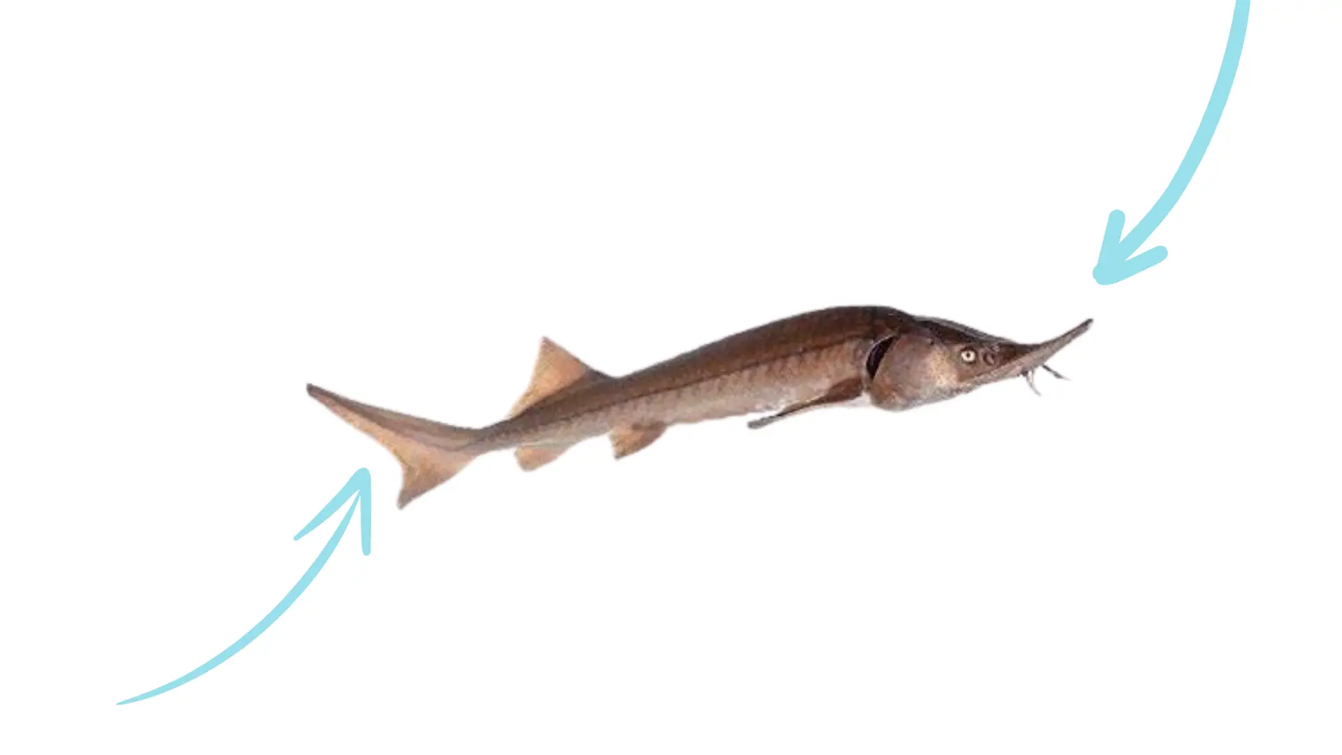 De Siberische steur - alles wat je moet weten over de vis